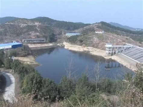湖北黄冈油茶成为凉岗村群众致富好产业 荒山变身致富金山
