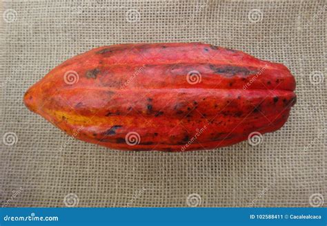 Fruit Cacoa Stock Image Image Of Almond Berry Bitter 102588411