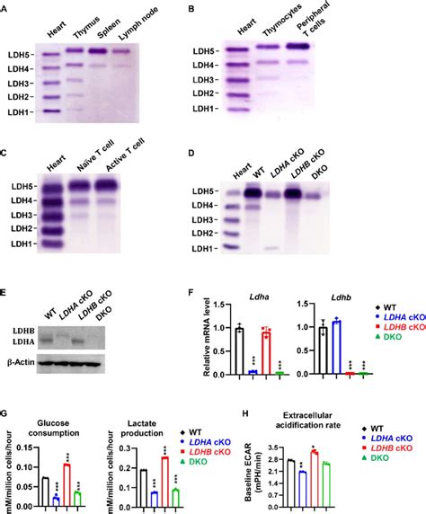 The Ldh Isoenzyme Spectrum In T Cells Is Characterized By Distinct Download Scientific Diagram
