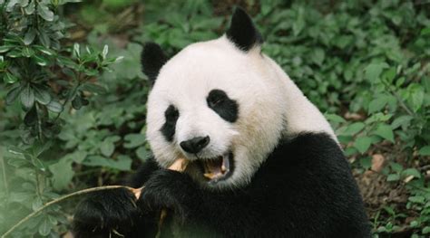 Are Pandas Endangered Understanding The Conservation Status Of Giant Are Pandas Endangered Understanding The Conservation Status Of Giant