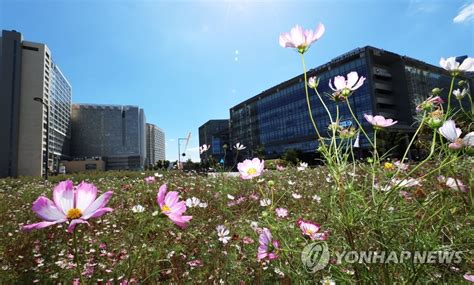 가을 재촉하는 코스모스 연합뉴스