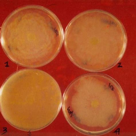 The Different Growth Pattern Of Pythium Isolates 1 Mixed Download Scientific Diagram The Different Growth Pattern Of Pythium Isolates 1 Mixed Download Scientific Diagram