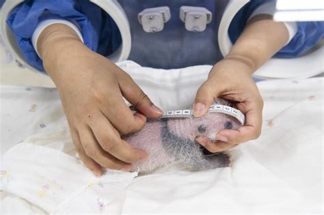 [아기판다 다이어리 시즌2] 2화 잘 먹고 잘 자요