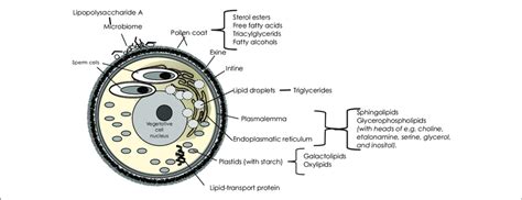 Pollen Grain Diagram