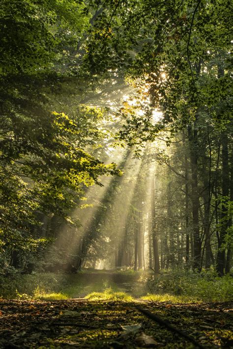 Light Nature Wallpapers 4k Hd Backgrounds On Wallpaperbat