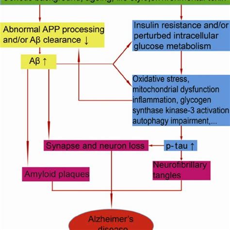 The Physiological Process Of Glucose Metabolism Glucose Is Transported