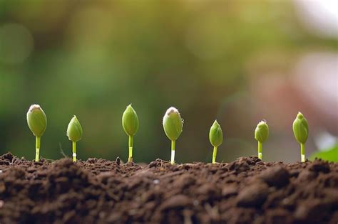 premium photo a time lapse sequence showing the growth stages of corn
