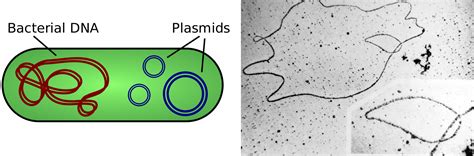 13 2 Prokaryotic Transcription College Biology I