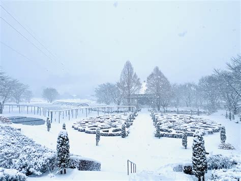 本日雪のため臨時休園10センチほどの降雪です 1月16日の状況 中之条ガーデンズ