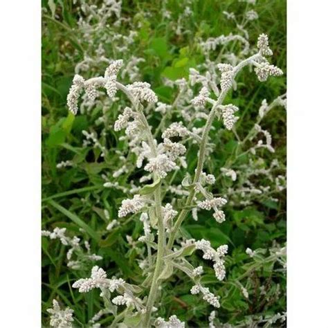 Aerva Lanata Mountain Knot Grass Packaging Size 25 Kg At ₹ 50