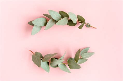 분홍색 배경에 유칼립투스 잎으로 만든 프레임 테두리 플랫 레이 상단 보기 플로럴 컨셉 0명에 대한 스톡 사진 및 기타 이미지 0명 개념 건강관리와 의술 Istock