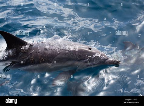 A High Resolution Image Of Common Dolphins Swimming In The Ocean Stock