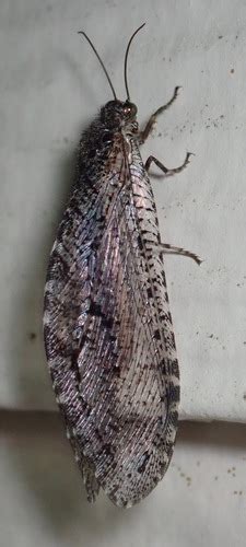 Giant Lacewing Polystoechotes Punctata