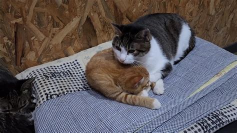 아기고양이 밤낮으로 돌봐주는 새엄마 알고보니 Youtube