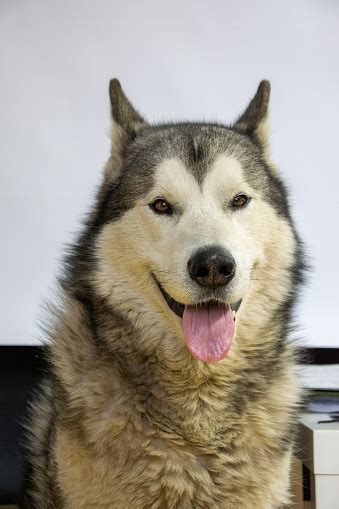 사랑스러운 알래스카 말라뮤트는 밝은 실내 환경에서 푹신푹신한 털과 장난기 넘치는 태도를 보여주며 활짝 웃으며 따뜻함과 기쁨을 반영합니다 0명에 대한 스톡 사진 및 기타