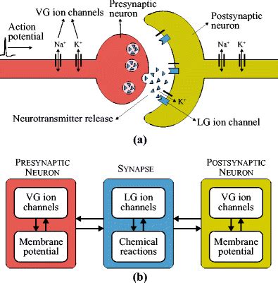 Presynaptic Neuron Vs Postsynaptic Neuron