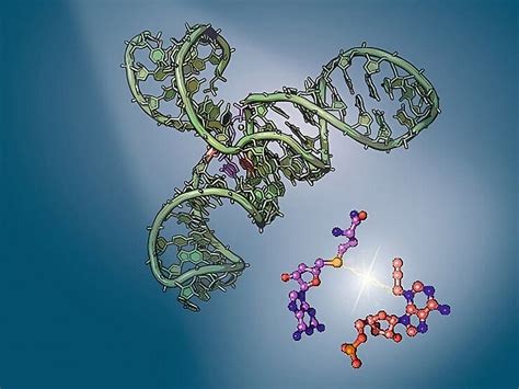 Ribozyme Structure Revealed Success For Rna Research Basic Research Guides The Development Of