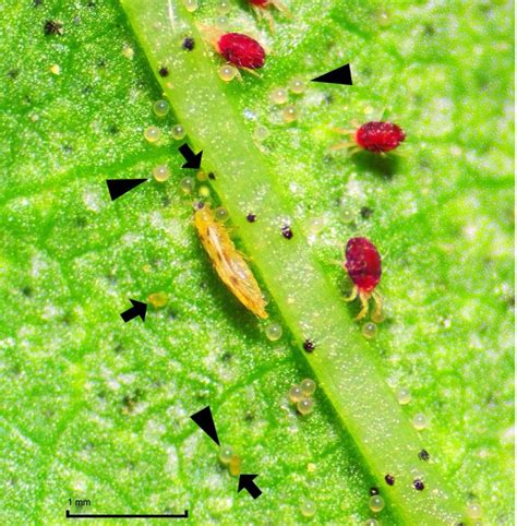 Drought Conditions Shifting Pest Pressure In Alabama Alabama