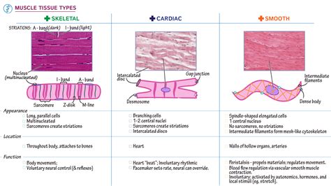 Cell Biology Muscle Tissue Types Ditki Medical And Biological Sciences