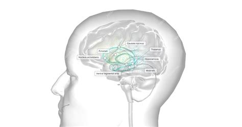 Premium Photo Dopamine Is A Neurotransmitter That Plays A Role In