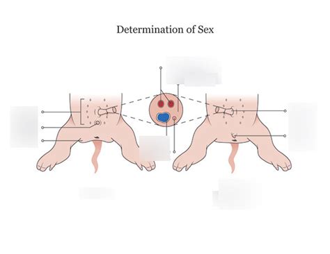 Determination Of Sex Diagram Quizlet