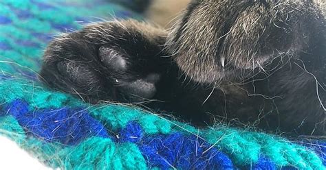 Liquorice Toebeans Album On Imgur