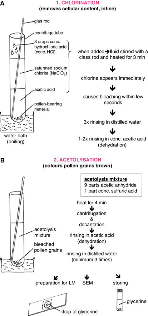 Acetolysis Treatment Chlorination A And Acetolyzation B The Two