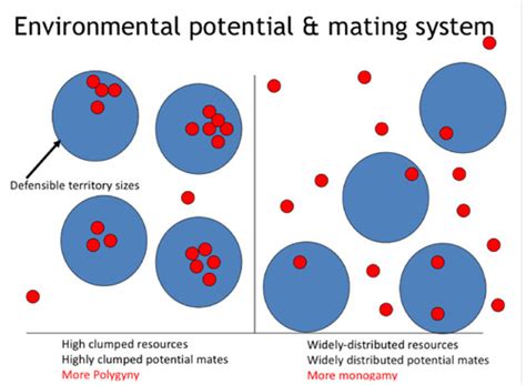 Lec 12 Evolution Of Mating Systems Flashcards Quizlet