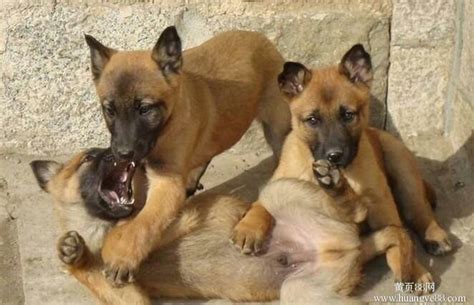 马犬悍将图片 红马犬图片 马犬爪子图片 大山谷图库