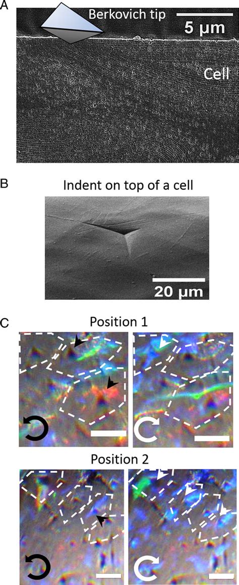 Nanoindentation On Cells With Different Colors And Handedness A Sem Download Scientific