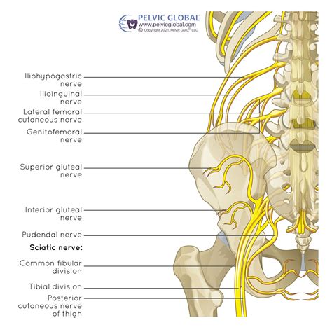 Lumbar Spine Sacrum Pelvis Lumbar And Sacral Plexus Short Hip Rotators Obturator Internus