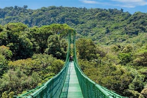 Monteverde Cloud Forest And Hanging Bridges In Selvatura Tour From San
