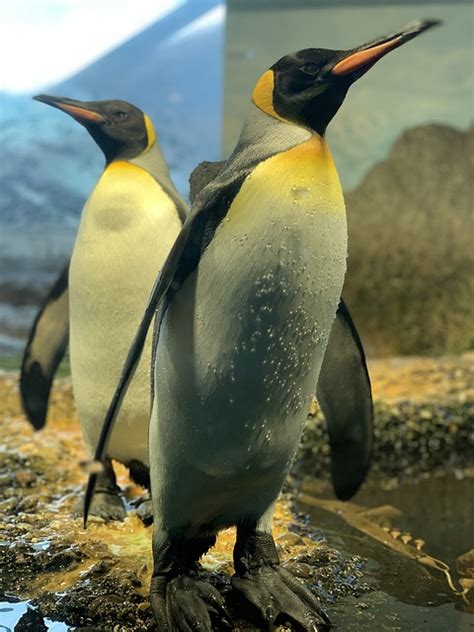 10 무료 펭귄 커플 And 펭귄 이미지 Pixabay