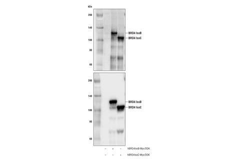 Phospho Cdk9 Thr186 Antibody Cell Signaling Technology