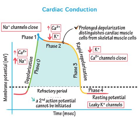 Myocardial Action Potential Diagram