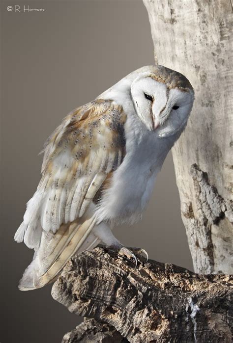 Fotosricardo H Lechuza ComÚn Barn Owl