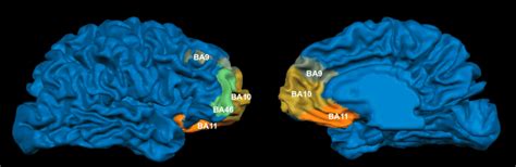 Regions Of Interest In The Right Prefrontal Cortex The Colored Zones Download Scientific