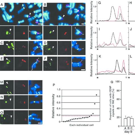 Chip Analysis Of Cenp A And Cenp B On Introduced Alphoid Yac Dna A Download Scientific