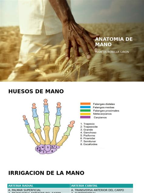 Anatomía De La Mano Huesos Y Músculos Pdf Mano Tejido Suave