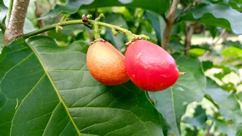 Peanut Butter Tree Information Peanut Butter Fruit Tree Bunchosia