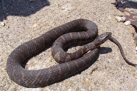 Common Watersnake Eek Wi