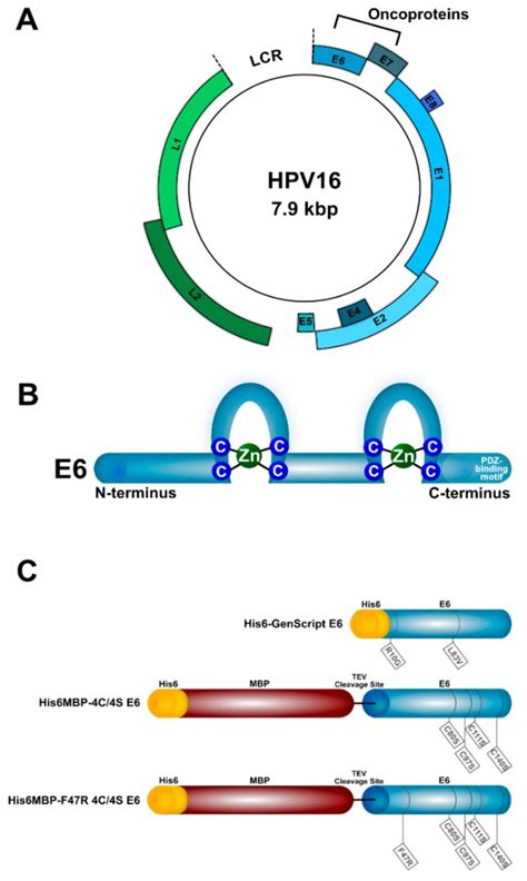 Single Domain Antibodies Represent Novel Alternatives To Monoclonal