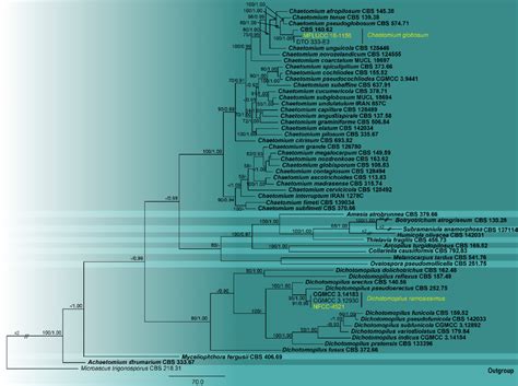 Phylogram Generated From Maximum Parsimony Analysis Based On Combined Download Scientific