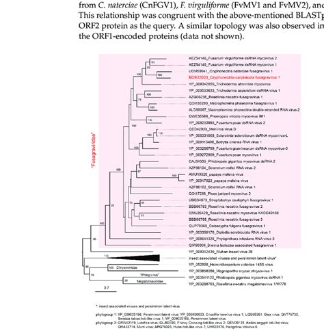 Phylogenetic Analysis Of Ccfgv1 A Maximum Likelihood Ml Tree Was