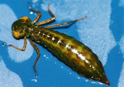 Aquatic Insects