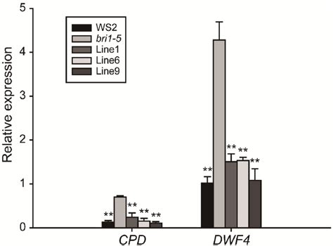 Real Time Quantitative Reverse Transcriptase Polymerase Chain Reaction