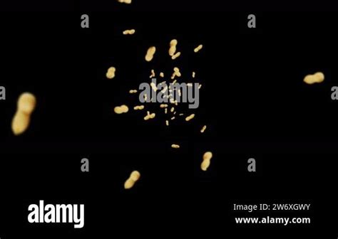 Flying Many Peanuts On Black Background Raw Peanuts Groundnuts In