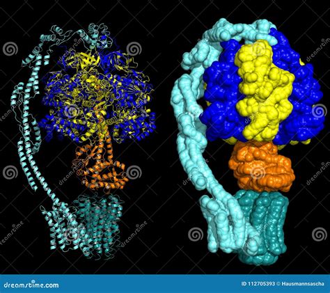 Atp Synthase Stock Illustration Illustration Of Chemistry 112705393