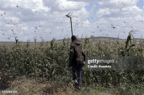 Field Grasshopper Photos And Premium High Res Pictures Getty Images