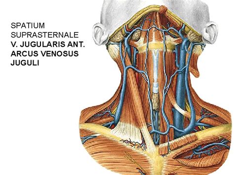 Regional Anatomy Of The Neck Regio Cervicalis Anterior Regional Anatomy Of The Neck Regio Cervicalis Anterior